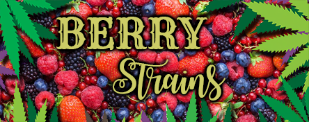 Home [www.pickandmixseeds.com]