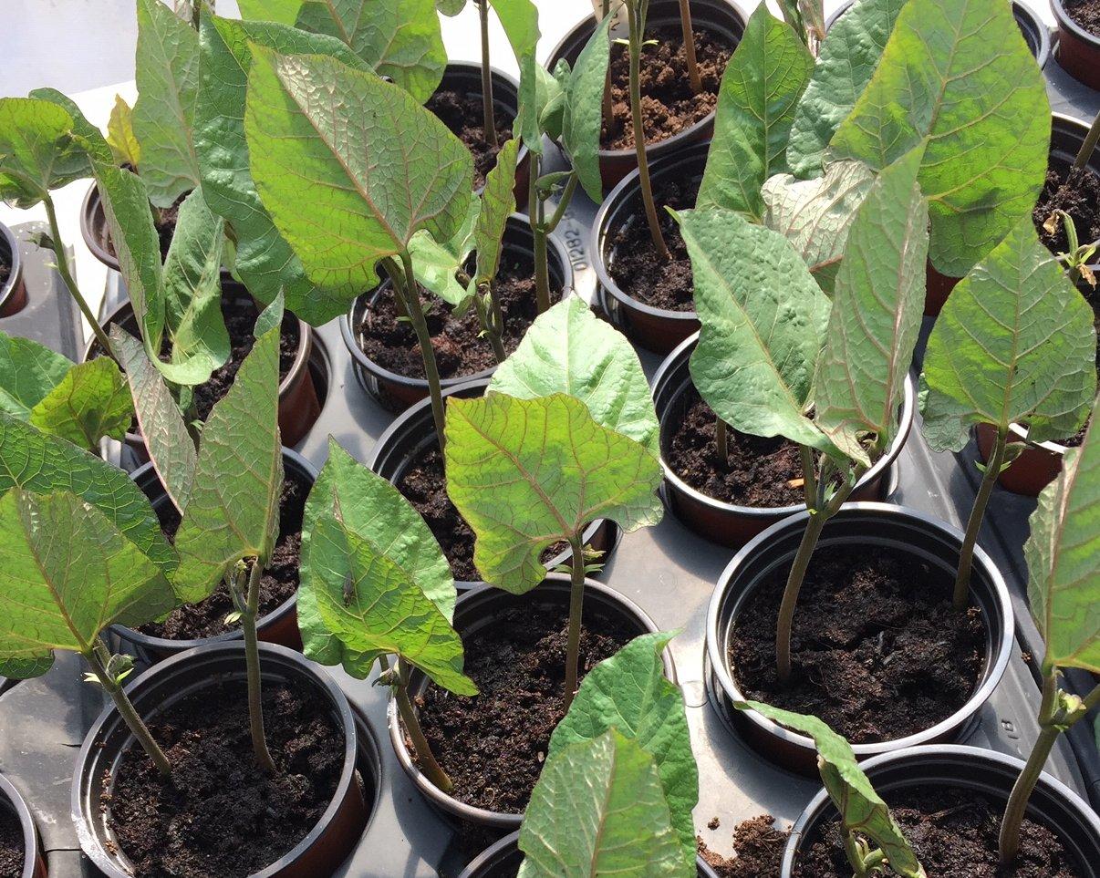Runner Plants