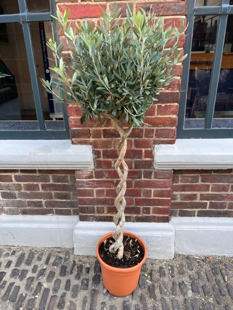 Double Twist Standard Olive Tree 140cm - 150cm