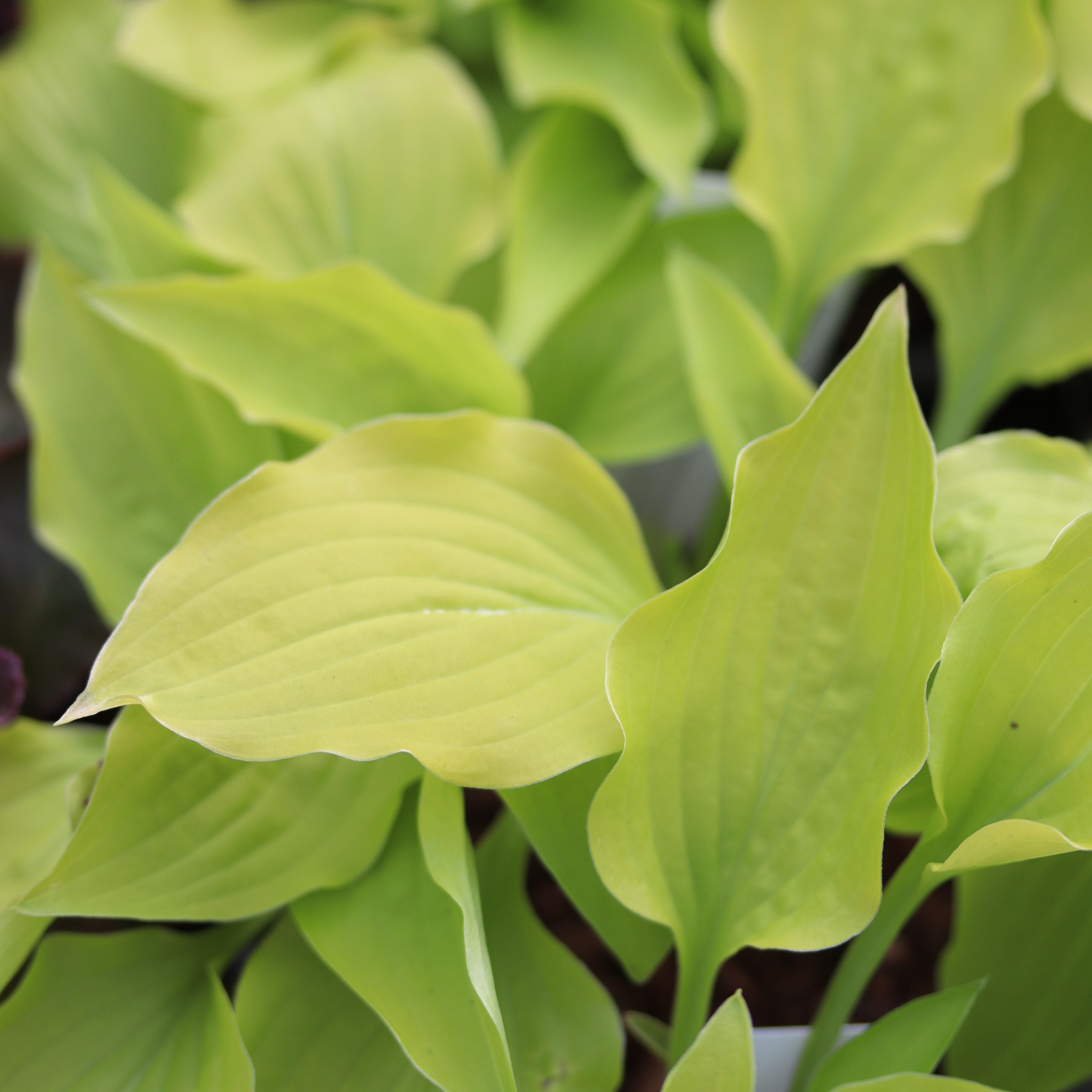 Hosta 'Hydon Sunset' | Summerdale Garden Nursery