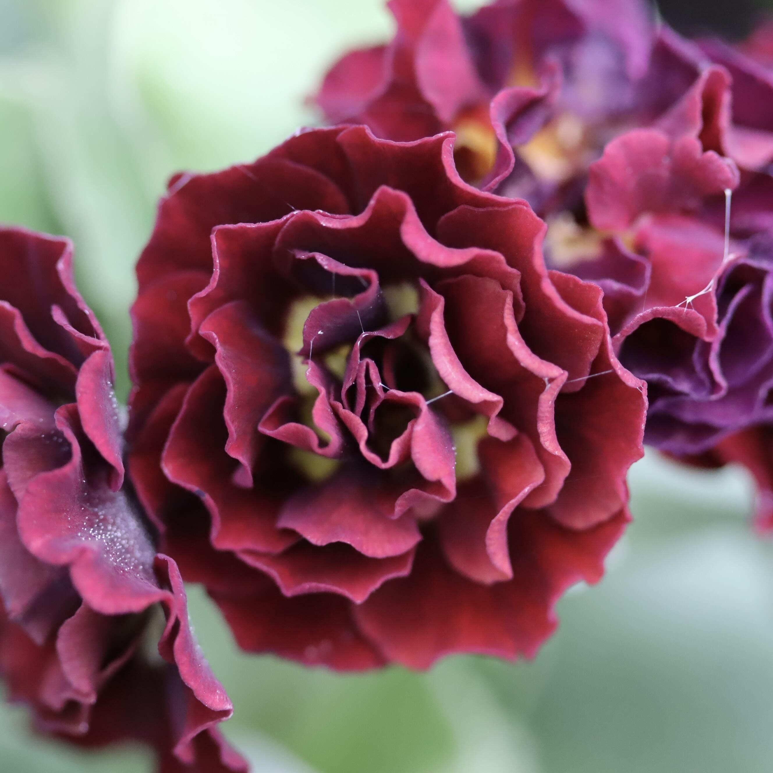 Double auricula