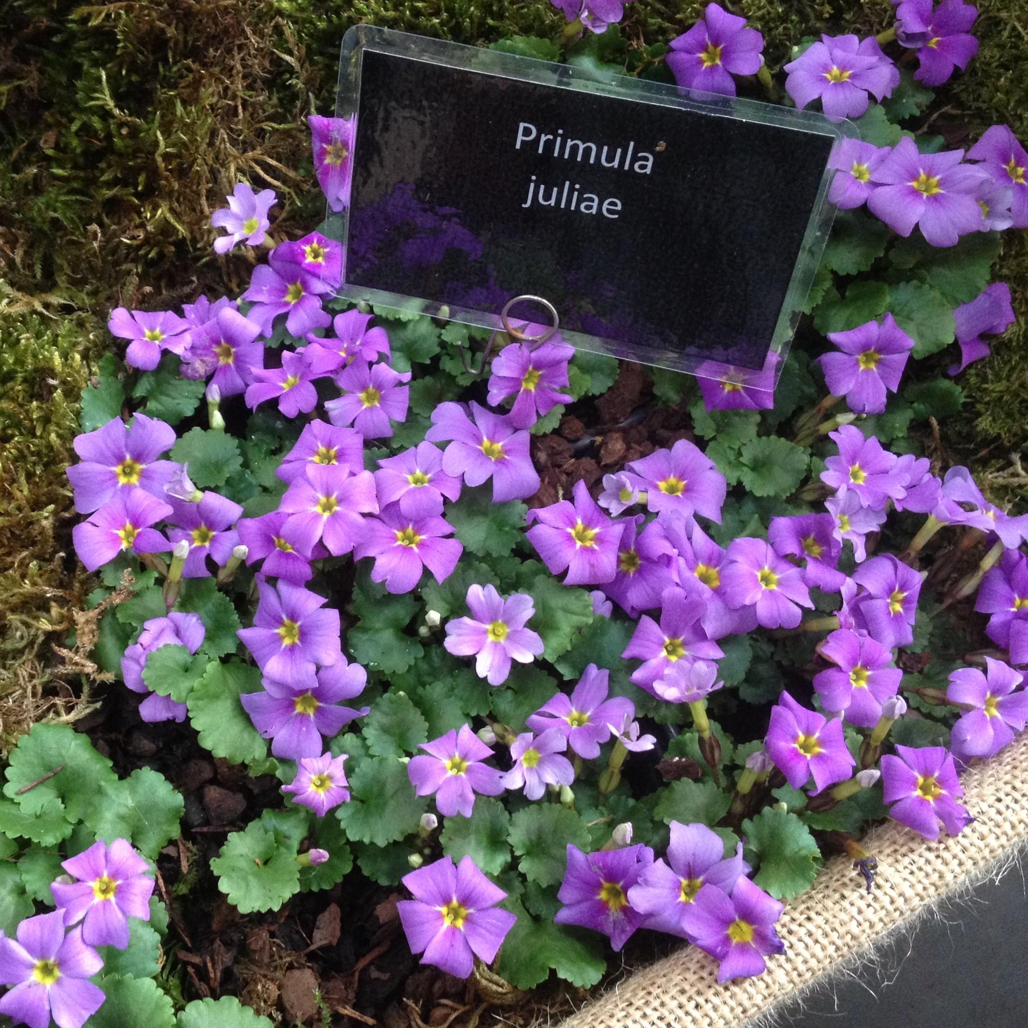 Primula juliae | Summerdale Garden Nursery