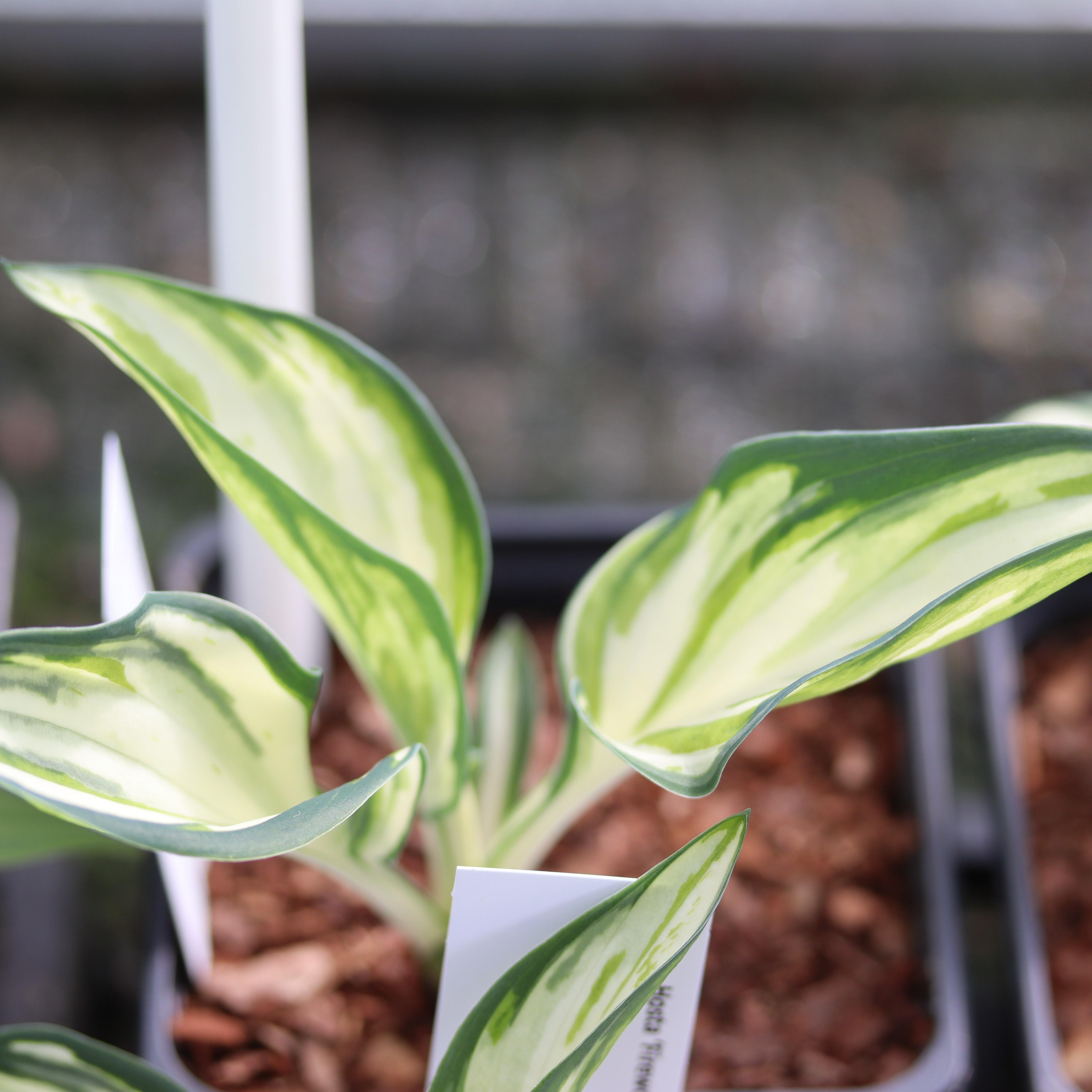 Hosta 'Fireworks' | Summerdale Garden Nursery