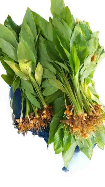 Inji Kothu (Ginger Plant) 1 Pack