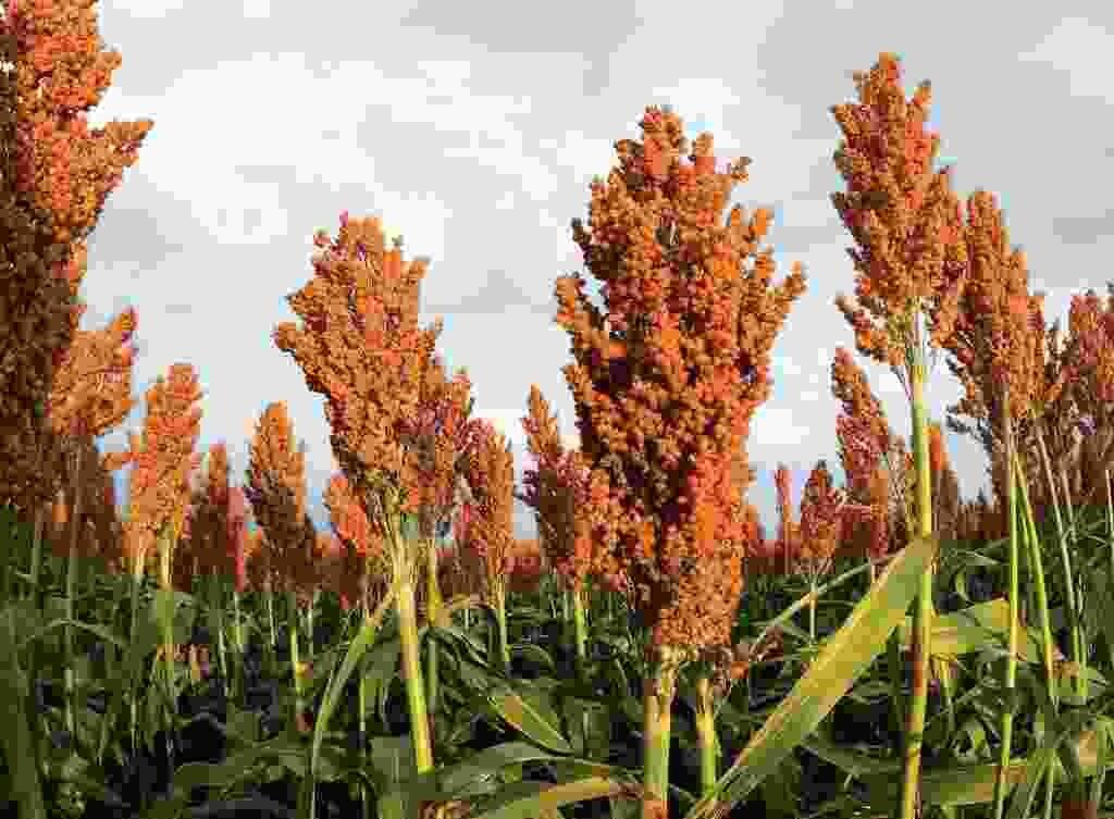 Finger Millet Plant