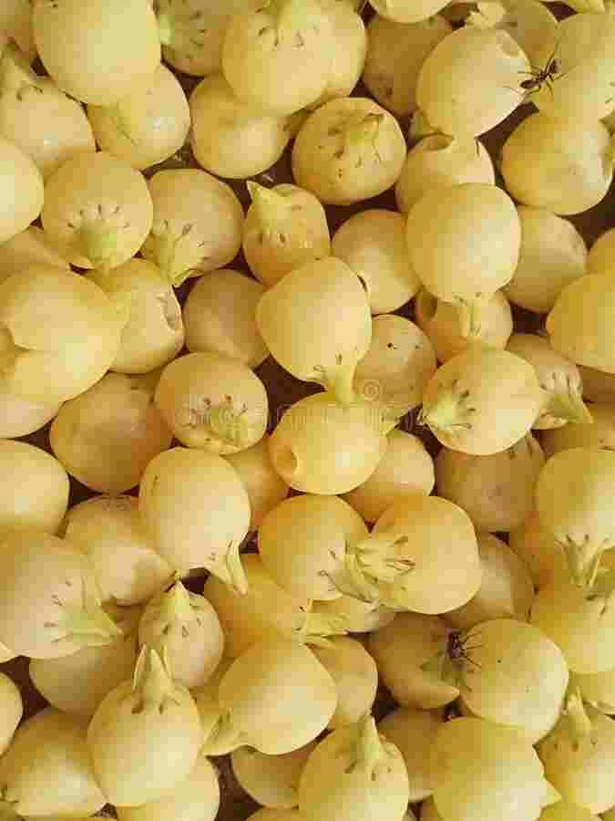 Mahua / Iluppai Oil- Cold Pressed Non Edible Oil