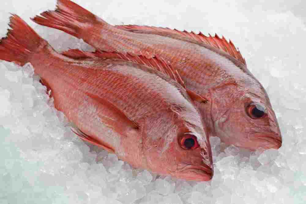 Fresh Red Snapper Chemballi Sankara Korameenu A Delight from the Indian Ocean