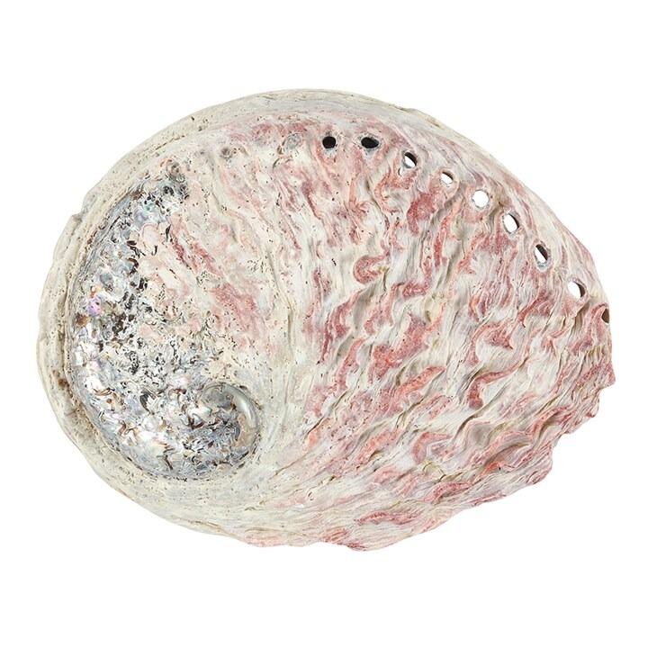 10cm Abalone Shell