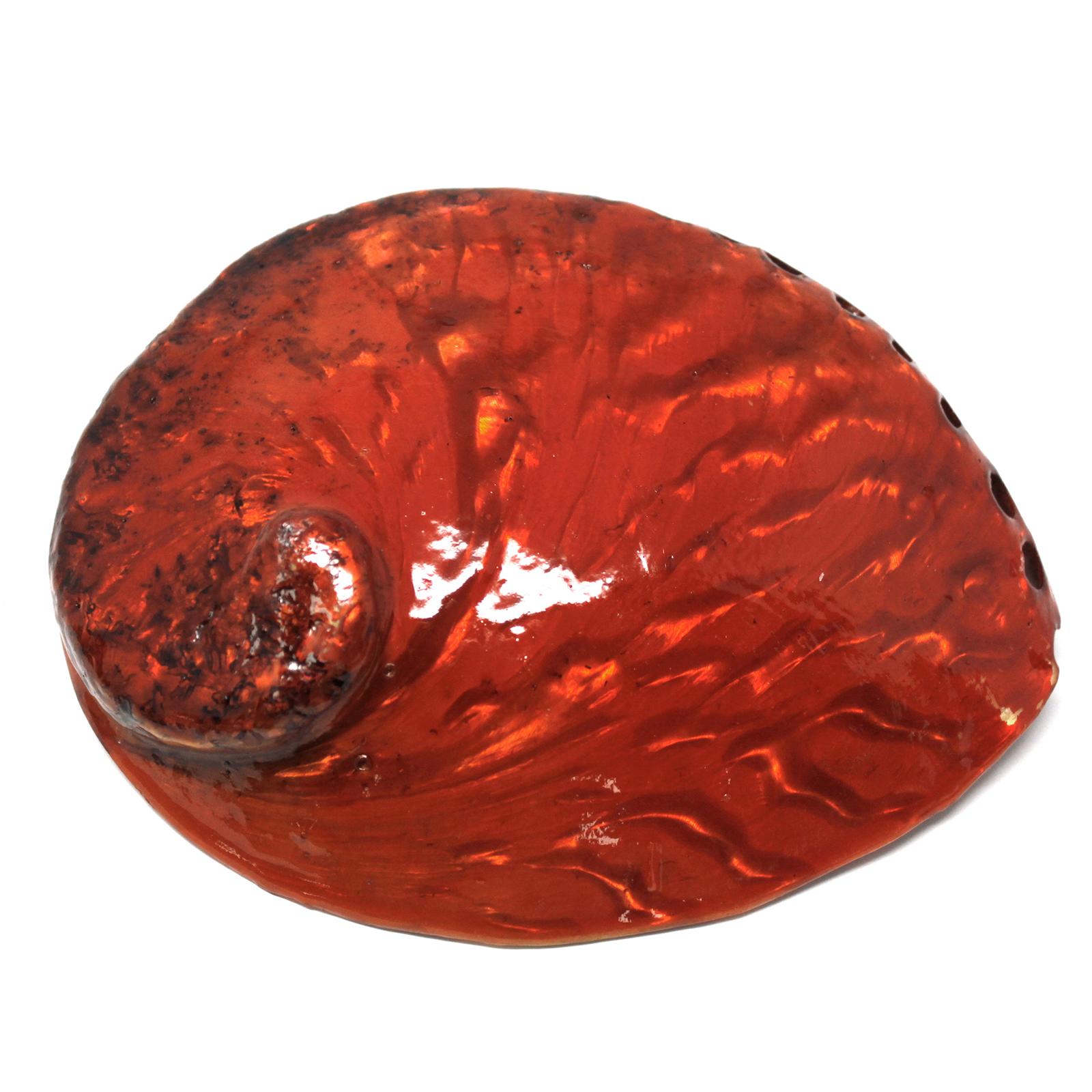 Red Abalone Shell - Large