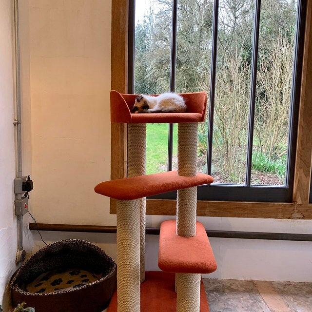 Customer Cat Gallery
