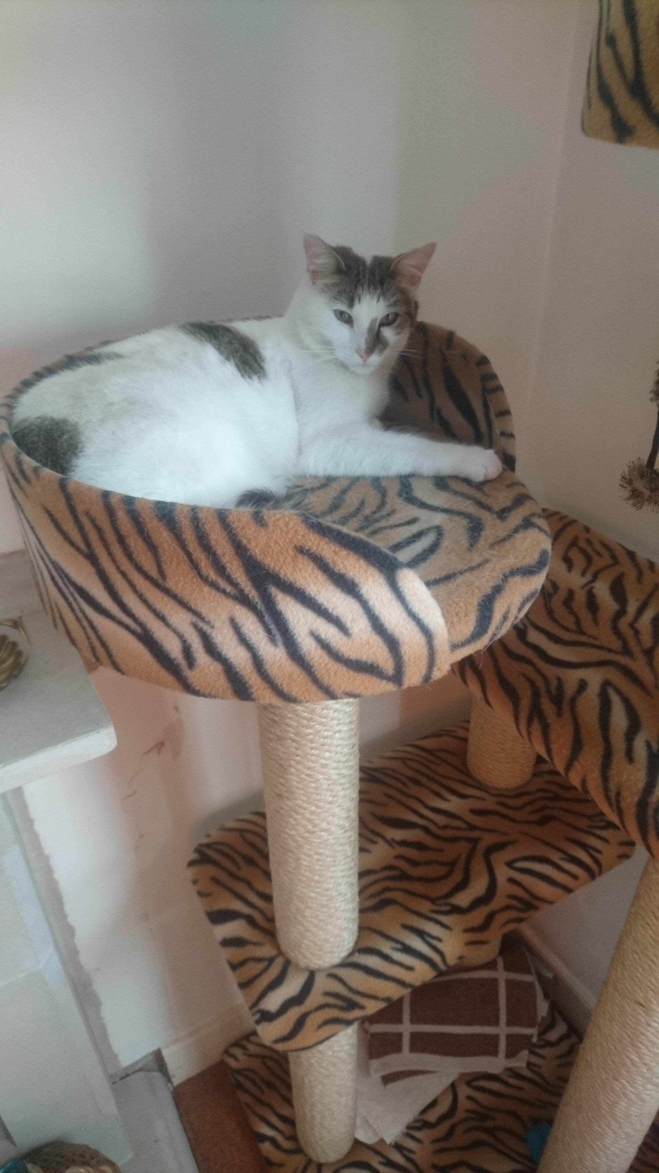 Customer Cat Gallery