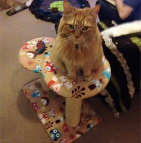Customer Cat Gallery