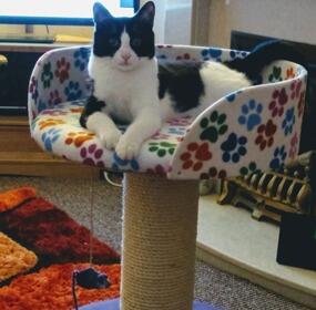 Customer Cat Gallery