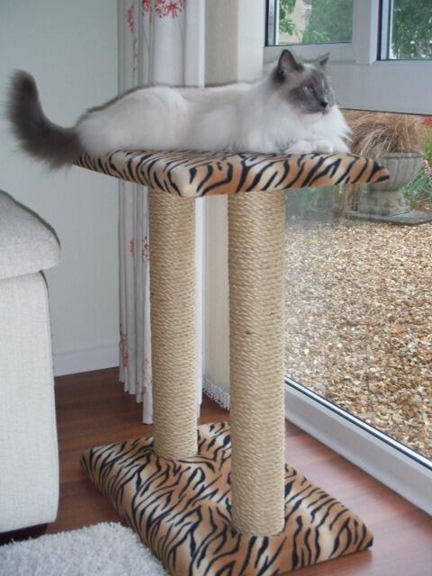 Customer Cat Gallery