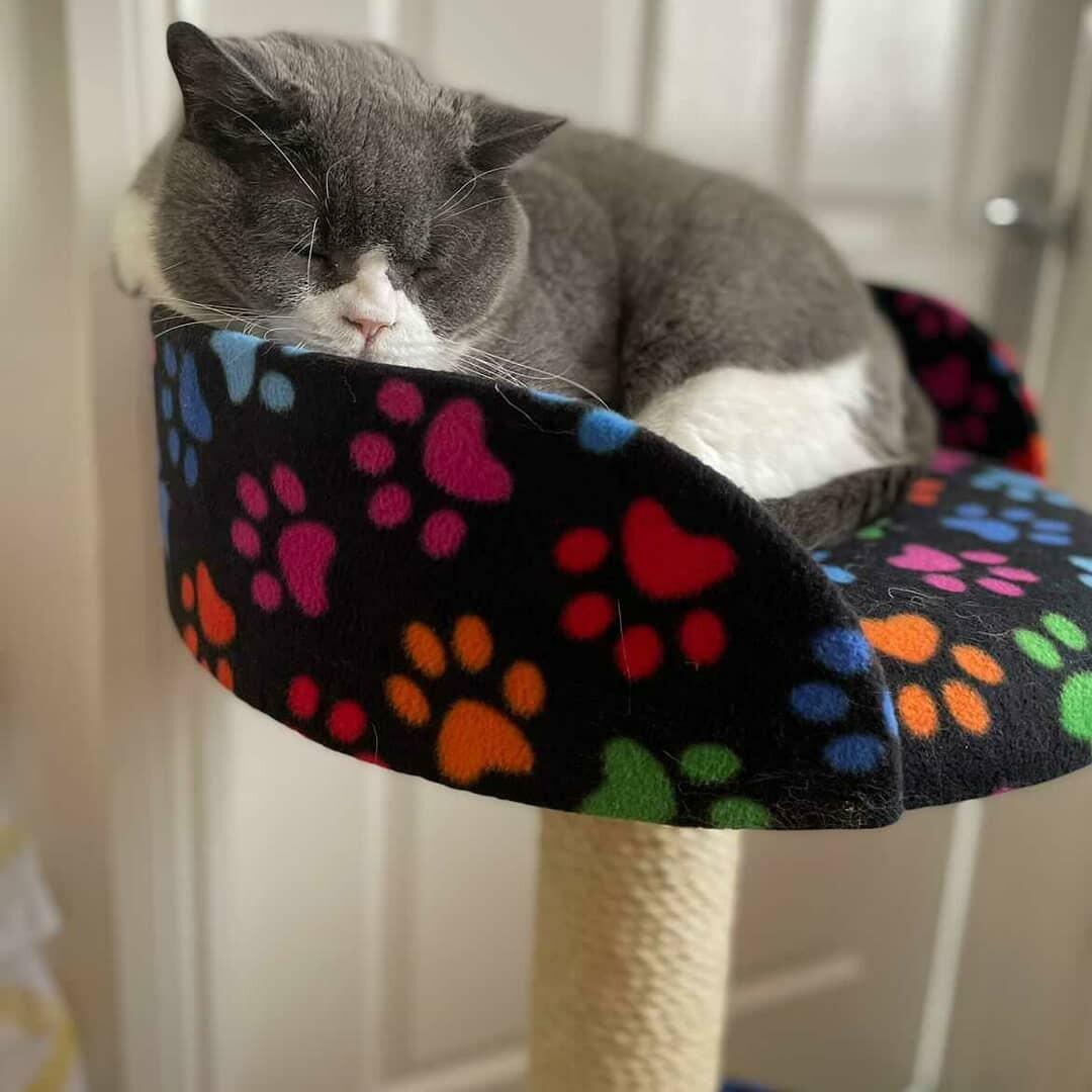 Customer Cat Gallery