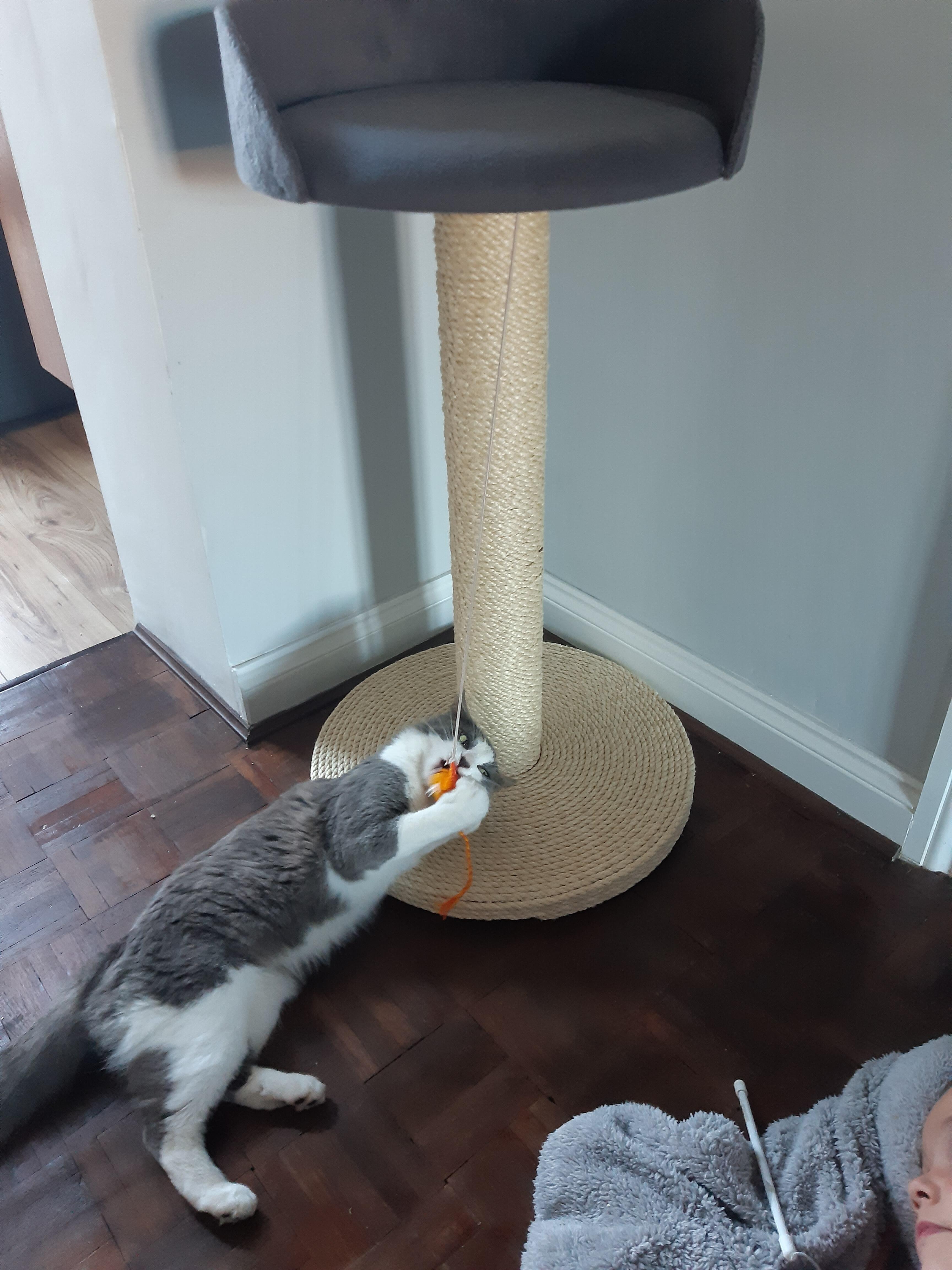 Customer Cat Gallery
