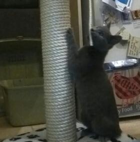 Customer Cat Gallery