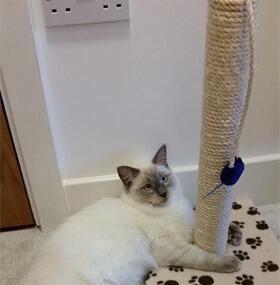 Customer Cat Gallery