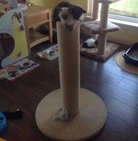 Customer Cat Gallery