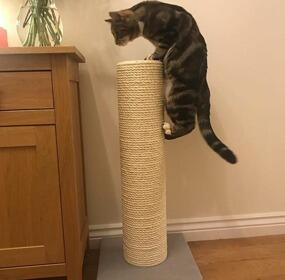 Customer Cat Gallery