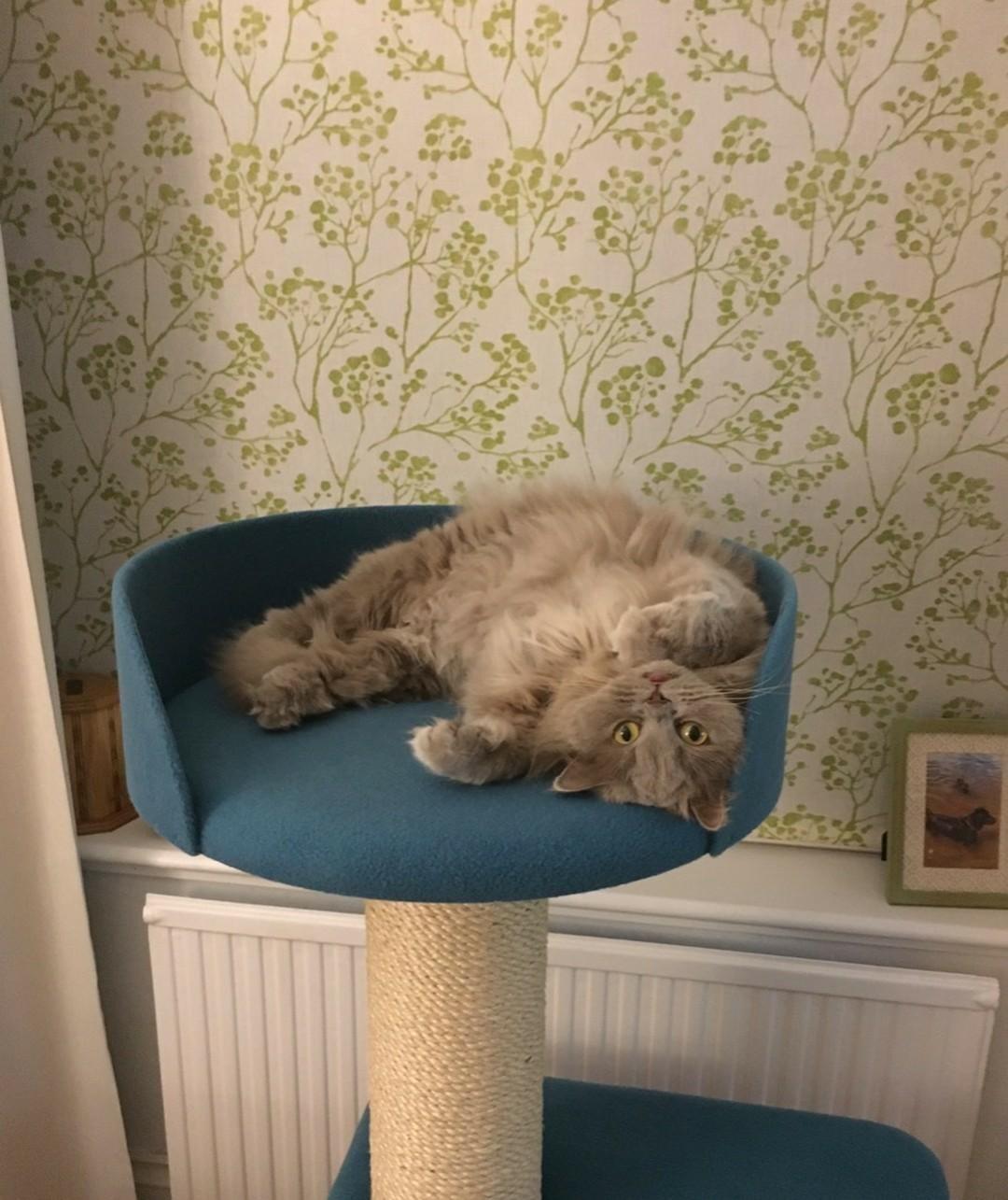 Customer Cat Gallery