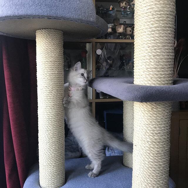 Customer Cat Gallery