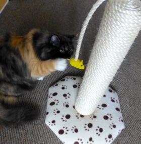 Customer Cat Gallery