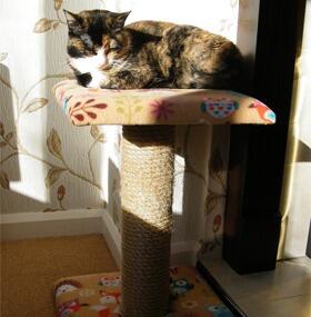 Customer Cat Gallery