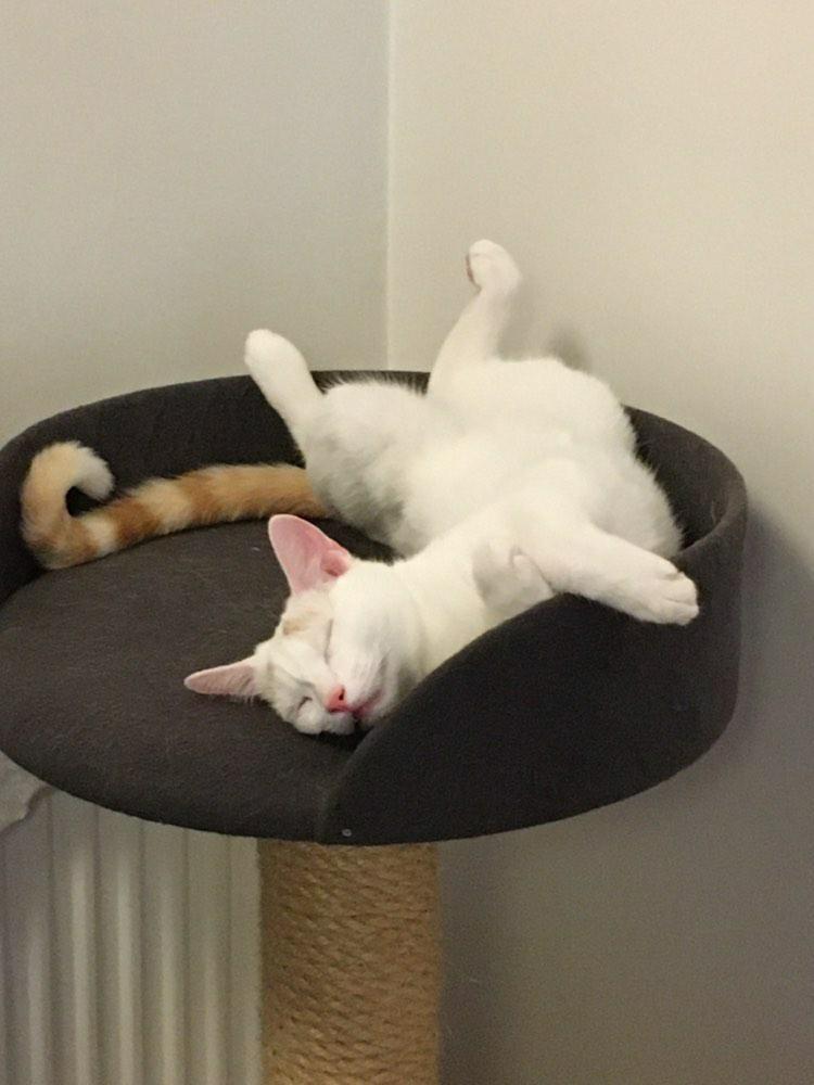 Customer Cat Gallery