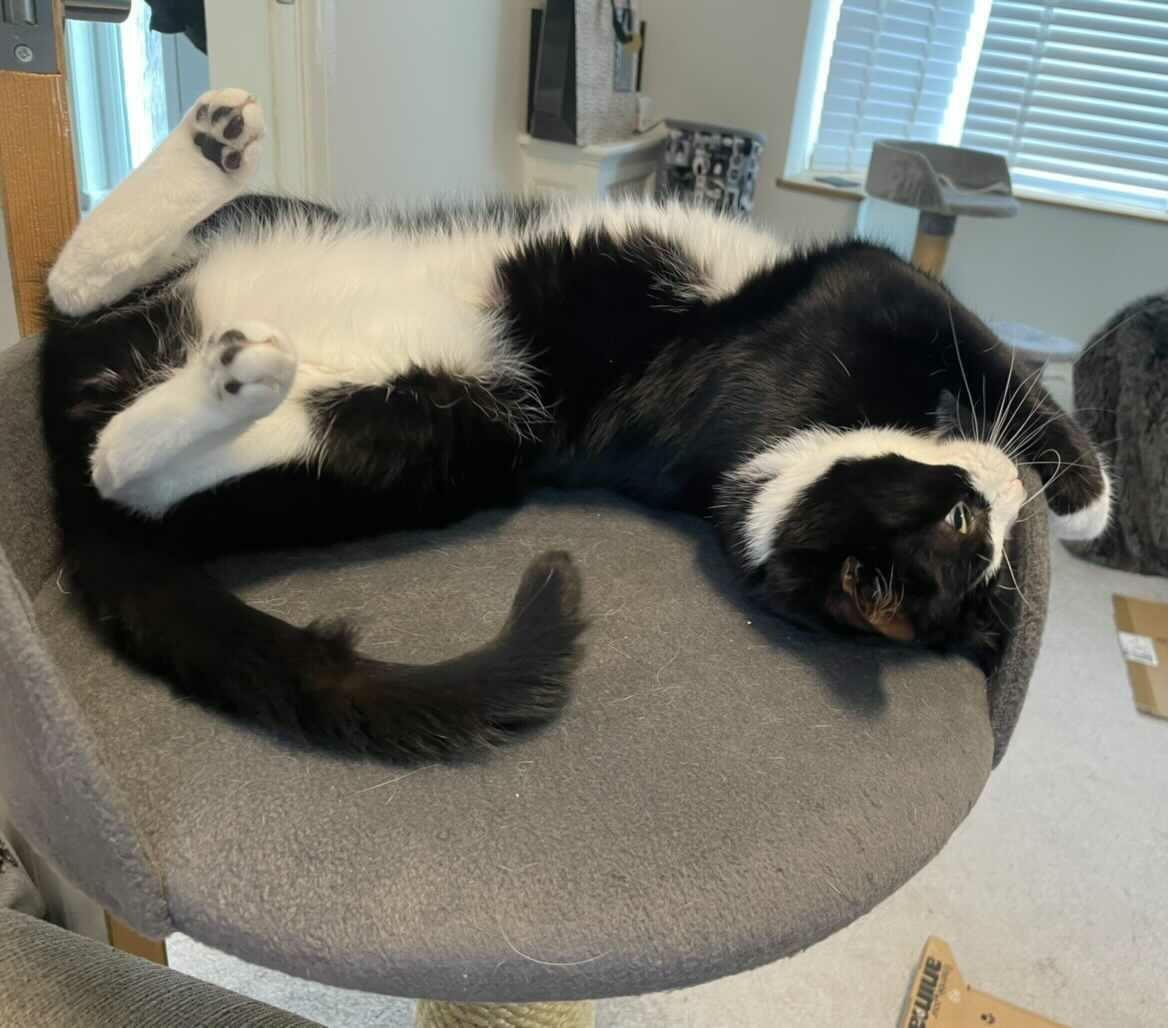 Customer Cat Gallery