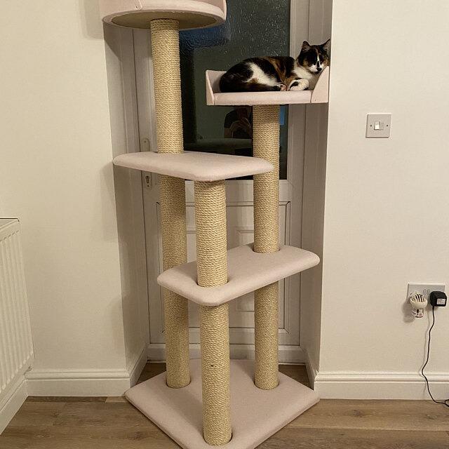 Customer Cat Gallery