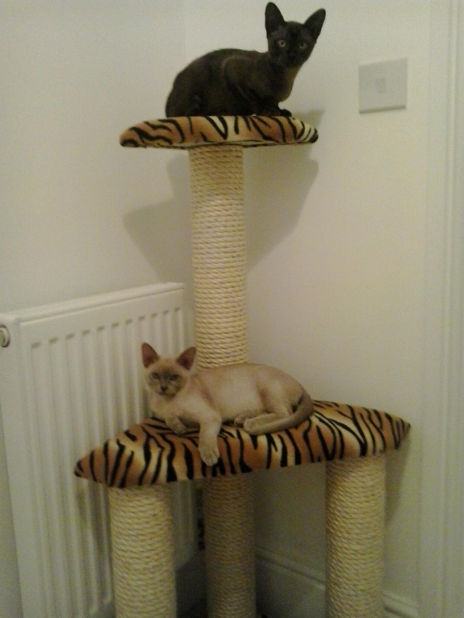 Customer Cat Gallery