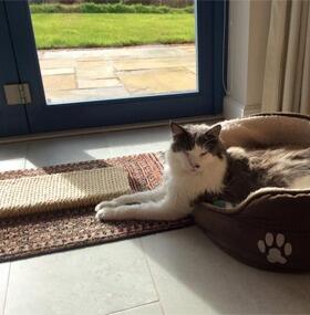 Customer Cat Gallery