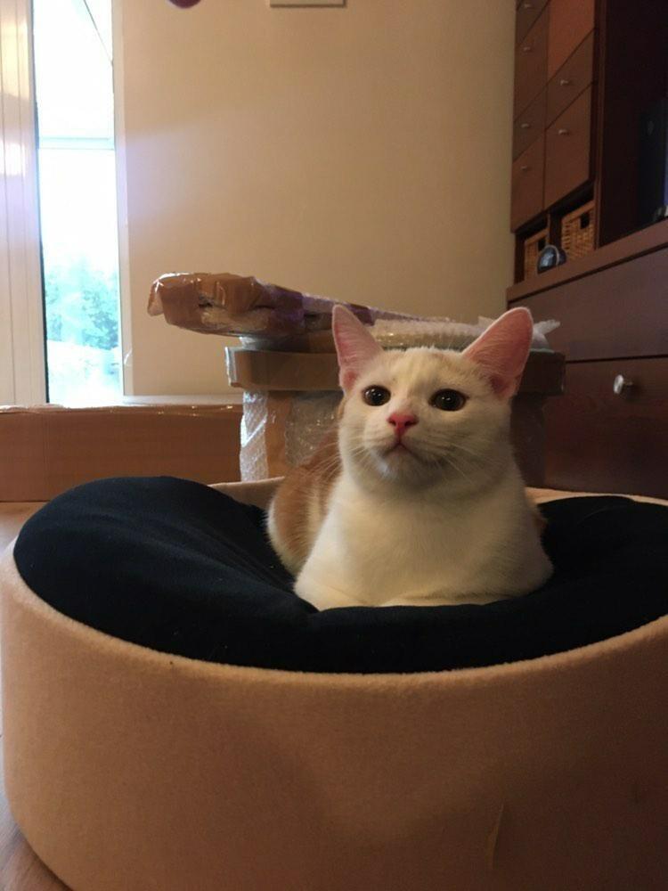 Customer Cat Gallery