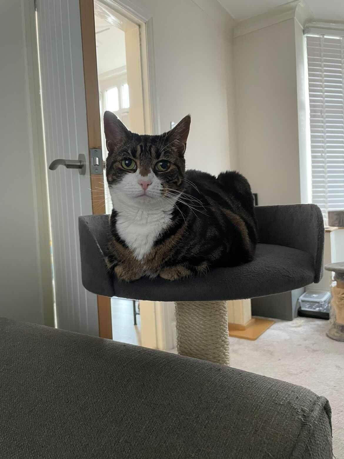 Customer Cat Gallery