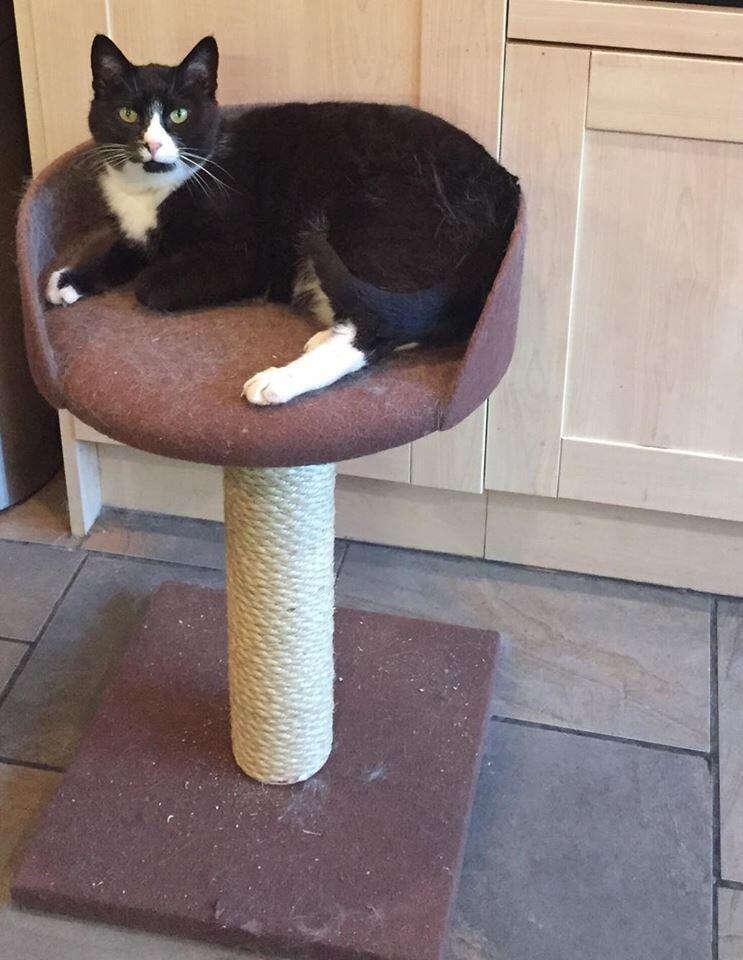 Customer Cat Gallery