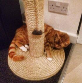 Customer Cat Gallery