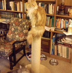 Customer Cat Gallery
