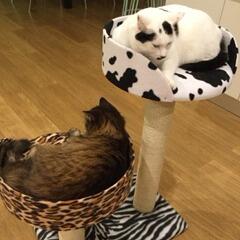 Customer Cat Gallery