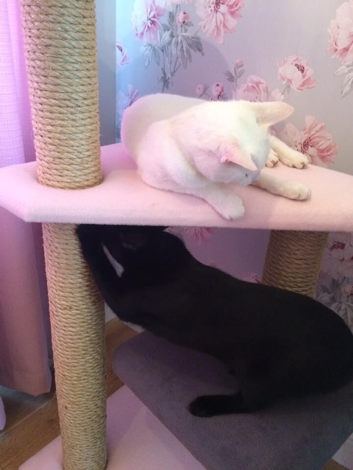 Customer Cat Gallery