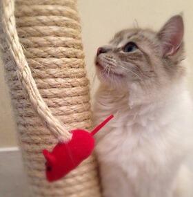 Customer Cat Gallery