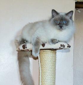 Customer Cat Gallery