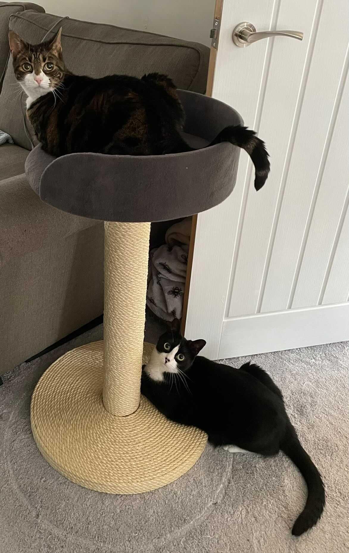 Customer Cat Gallery