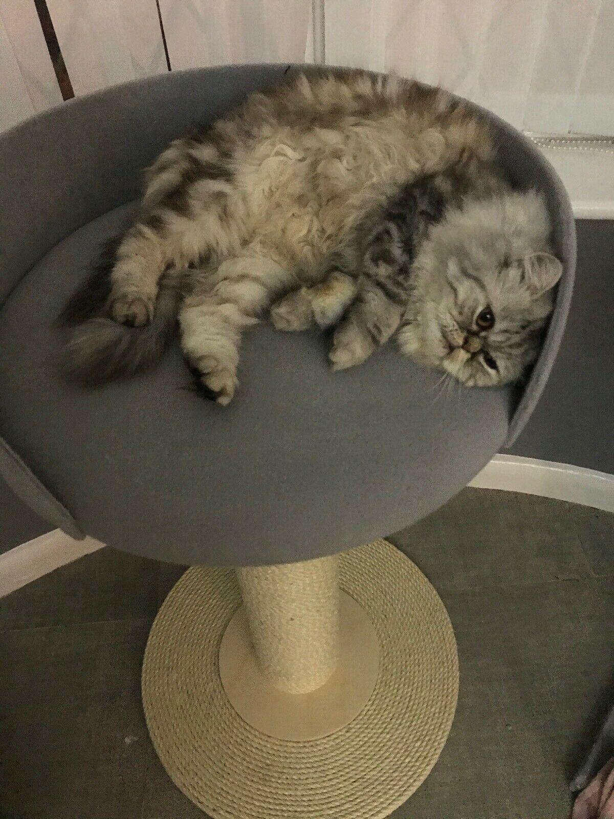 Customer Cat Gallery