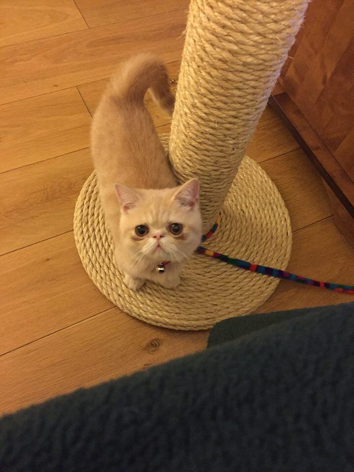 Customer Cat Gallery