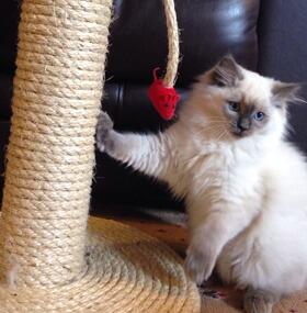 Customer Cat Gallery