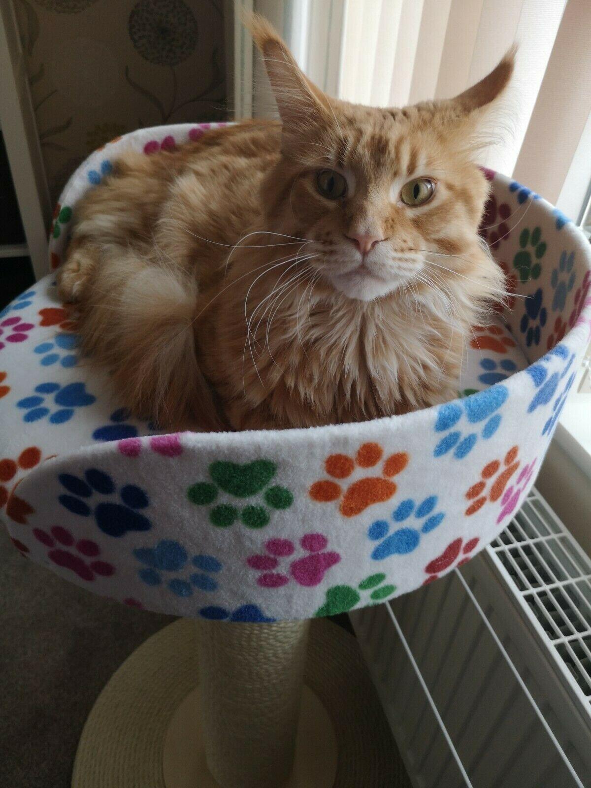 Customer Cat Gallery