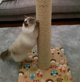Customer Cat Gallery