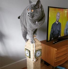 Customer Cat Gallery