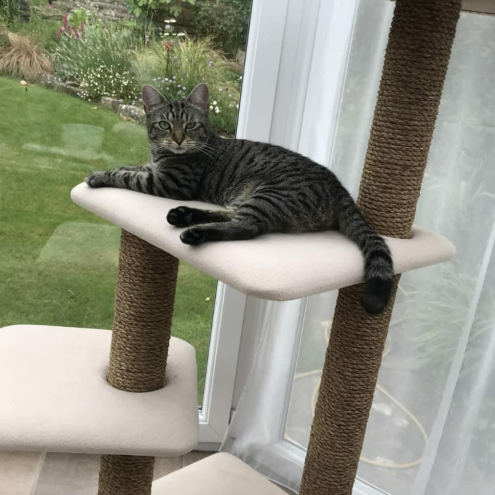 Customer Cat Gallery